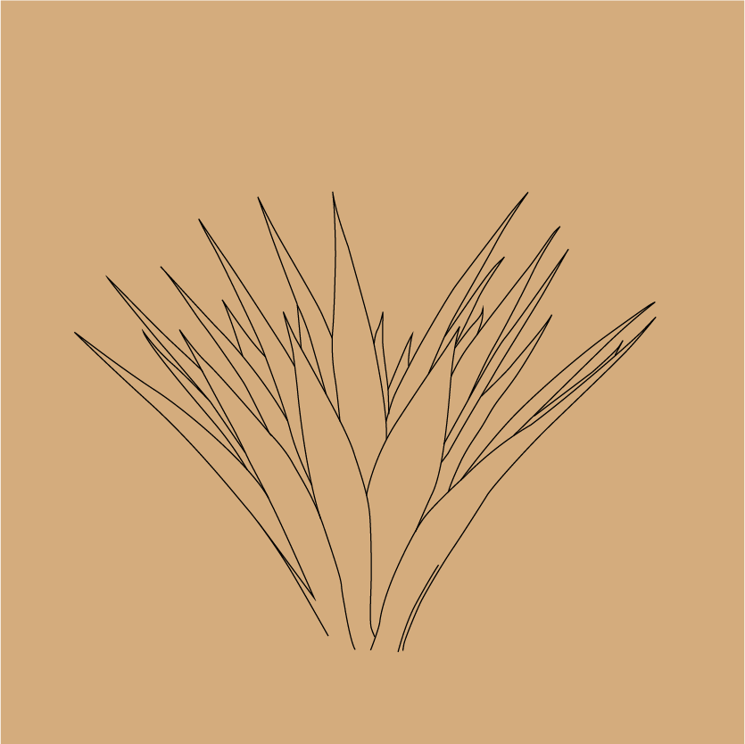 Le sisal - Materiaux.archi